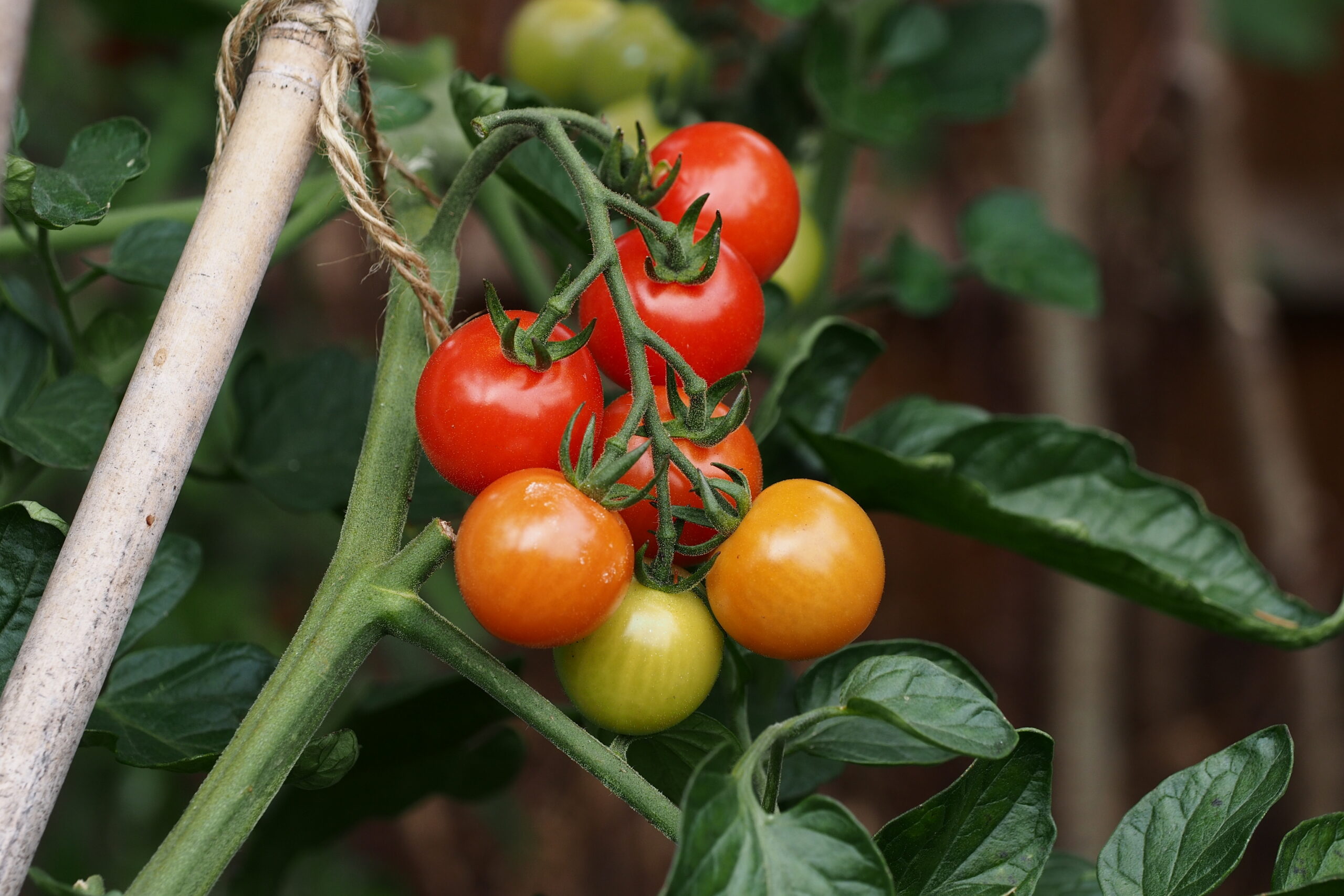 Grow top performing, tasty tomatoes with Beth Otway - VantagePoint Magazine