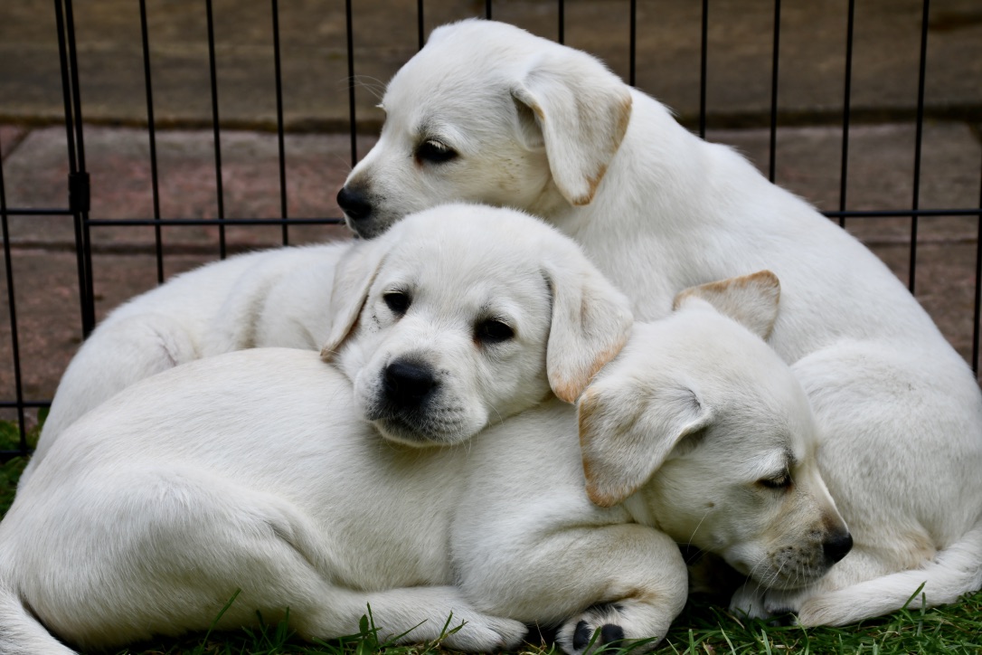 Appeal for puppy volunteers for Canine Partners - VantagePoint Magazine